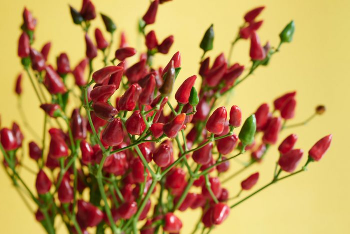 RICH LUXURY FLOWERS | Inspiration