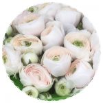 RICH LUXURY FLOWERS | Ranunculus