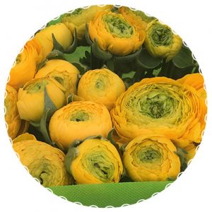RICH LUXURY FLOWERS | Ranunculus