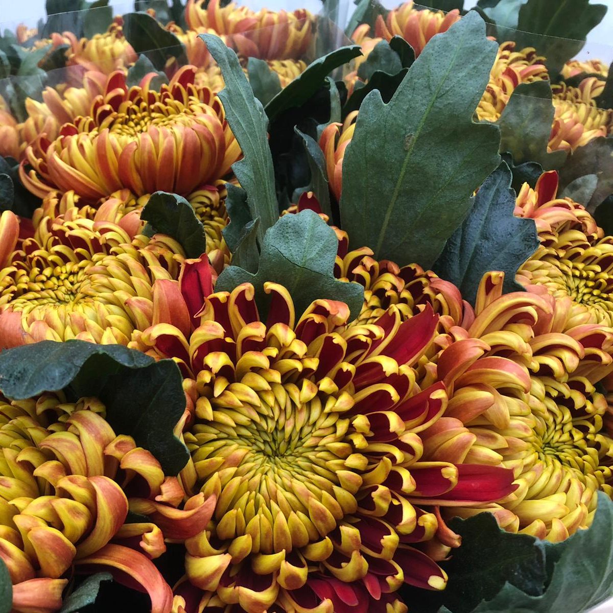 RICH LUXURY FLOWERS | News