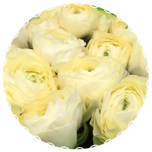 RICH LUXURY FLOWERS | Ranunculus